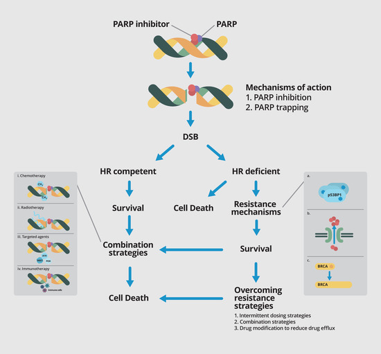 Cancers | Free Full-Text | Understanding Resistance Mechanisms and Expanding the Therapeutic ...