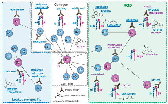 Integrins as Therapeutic Targets: Successes and Cancers