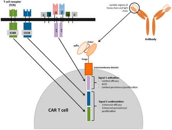 Chimeric Antigen Receptor (CAR) T Cell Therapy for Malignant Pleural ...
