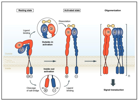 Exploring the Role of RGD-Recognizing Integrins in Cancer
