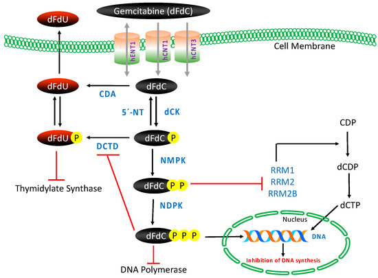 Pancreatic Cancer Chemoresistance to Gemcitabine