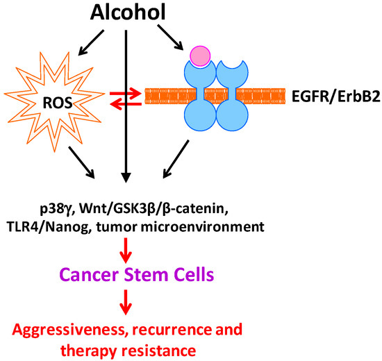 Alcohol and Cancer Stem Cells