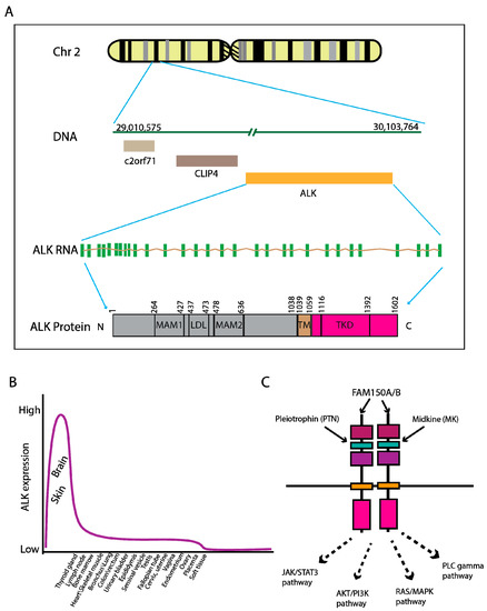 Cancers | Special Issue : Targeting ALK in Cancer