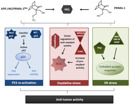 PRIMA-1 and PRIMA-1Met (APR-246): From Mutant/Wild Type p53 ...
