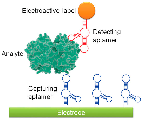 Current Advances in Aptamers for Cancer Diagnosis and Therapy