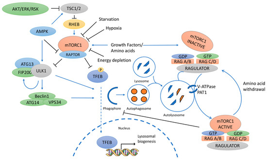 mTOR Pathways in Cancer and Autophagy