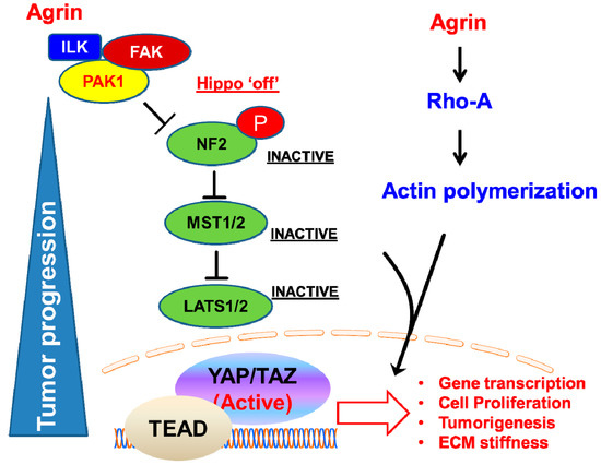 Linking Extracellular Matrix Agrin to the Hippo Pathway in Liver Cancer and Beyond