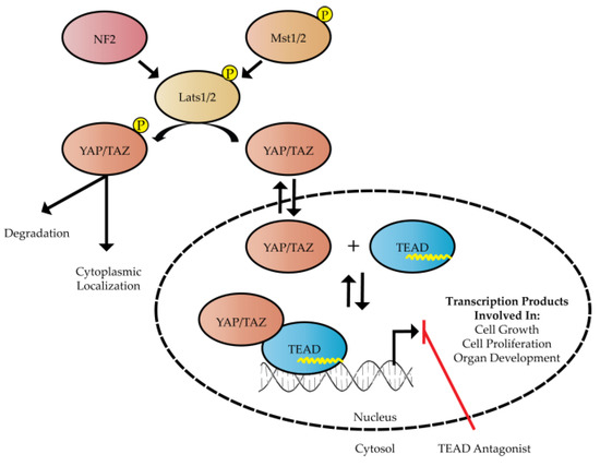 Targeting the Hippo Pathway and Cancer through the TEAD Family of ...