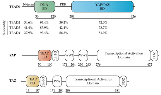 Targeting the Hippo Pathway and Cancer through the TEAD Family of ...