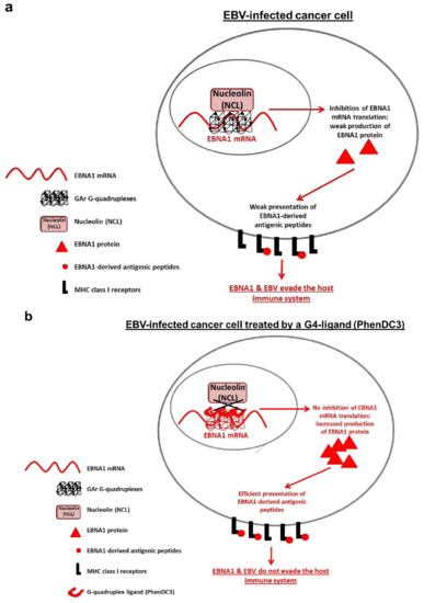 EBNA1: Oncogenic Activity, Immune Evasion and Biochemical Functions ...