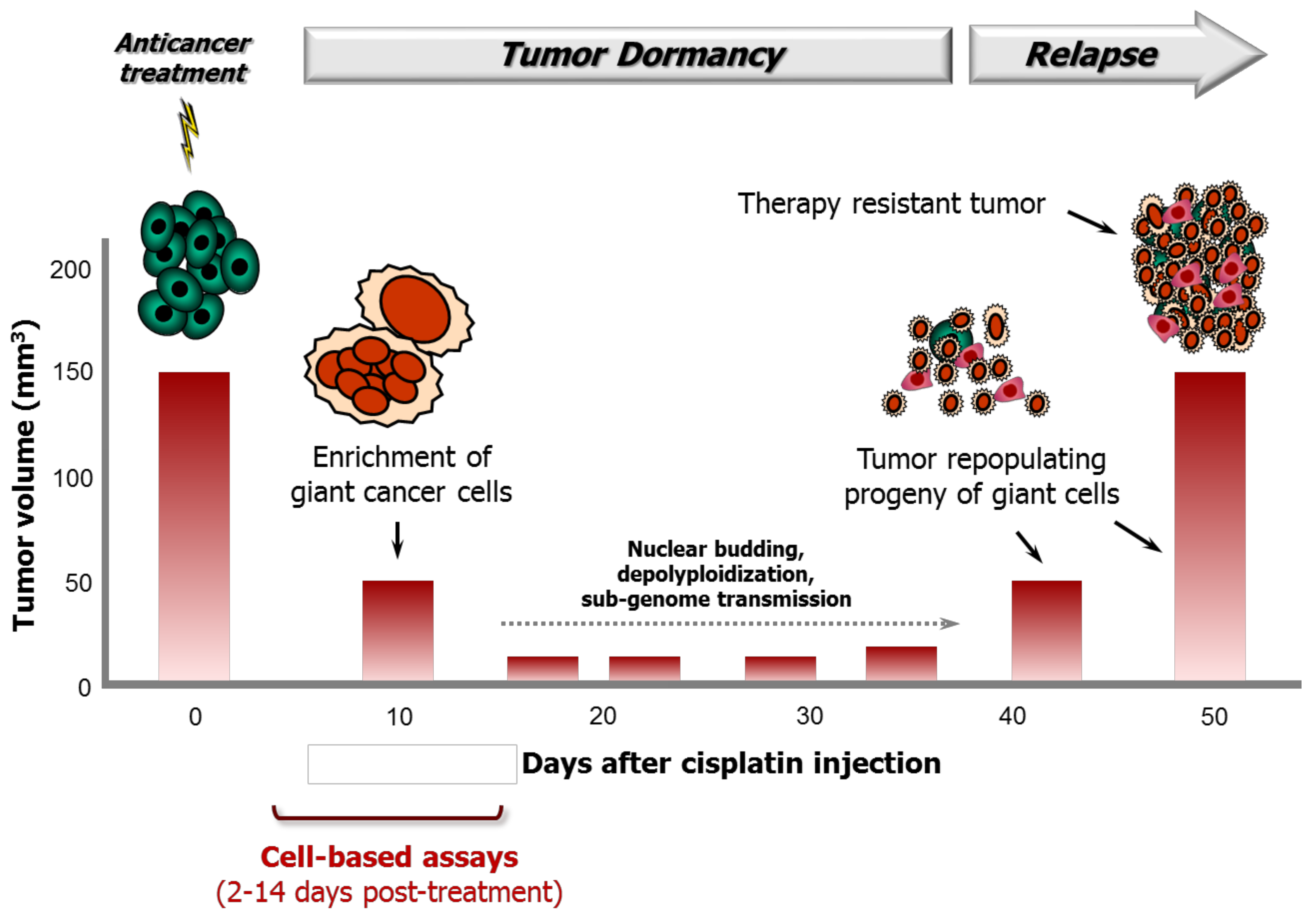 Cancers Free Full Text Roles Of Polyploid Multinucleated Giant