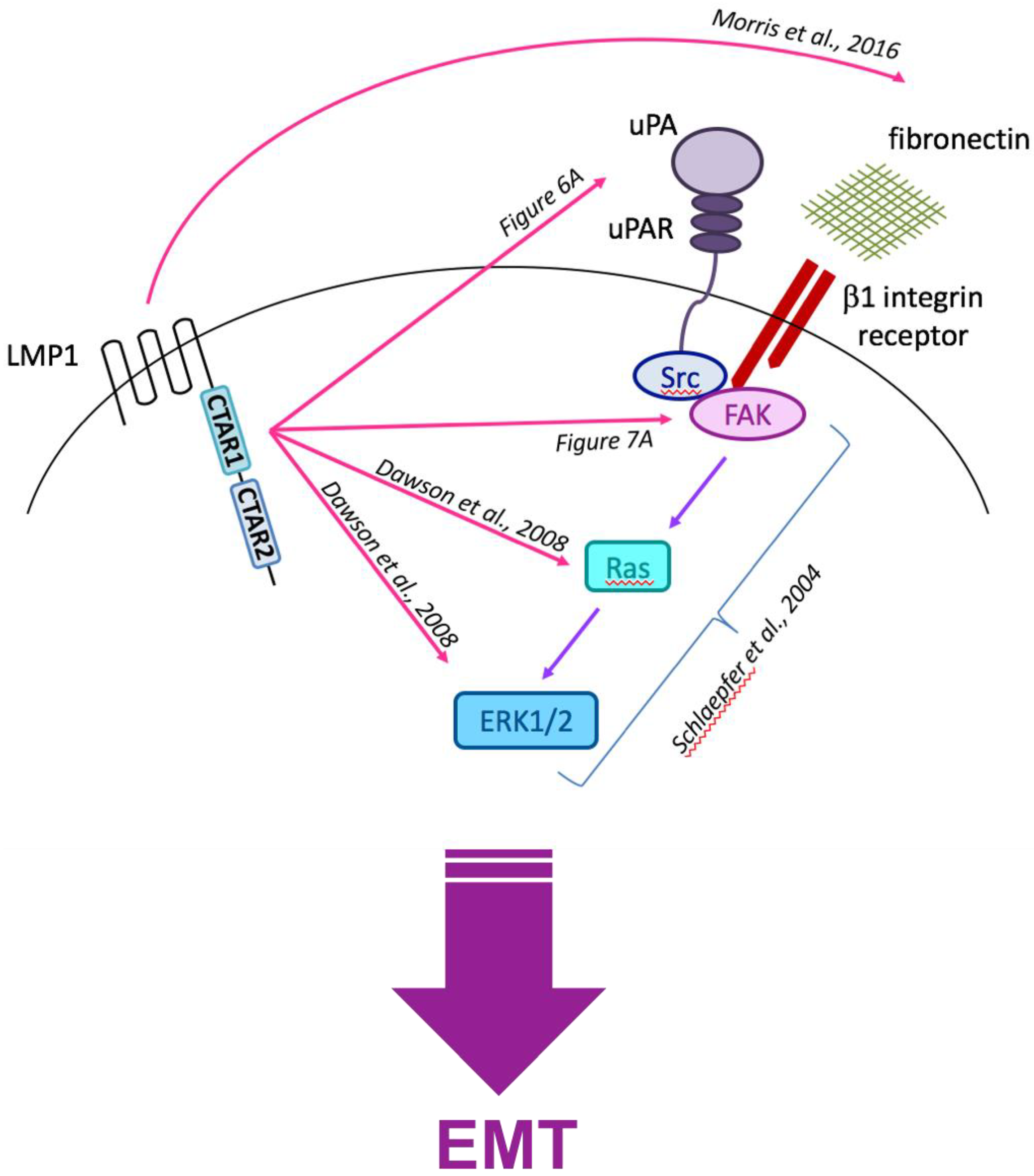 The EBV-Encoded Oncoprotein, LMP1, Induces an Epithelial-to-Mesenchymal ...