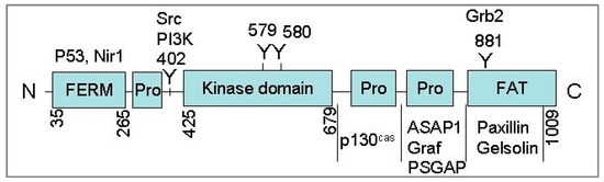 Proline-Rich Protein Tyrosine Kinase 2 in Inflammation and Cancer