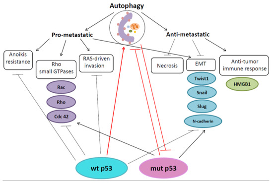 Cancers Free Full Text P53 Autophagy Metastasis Link