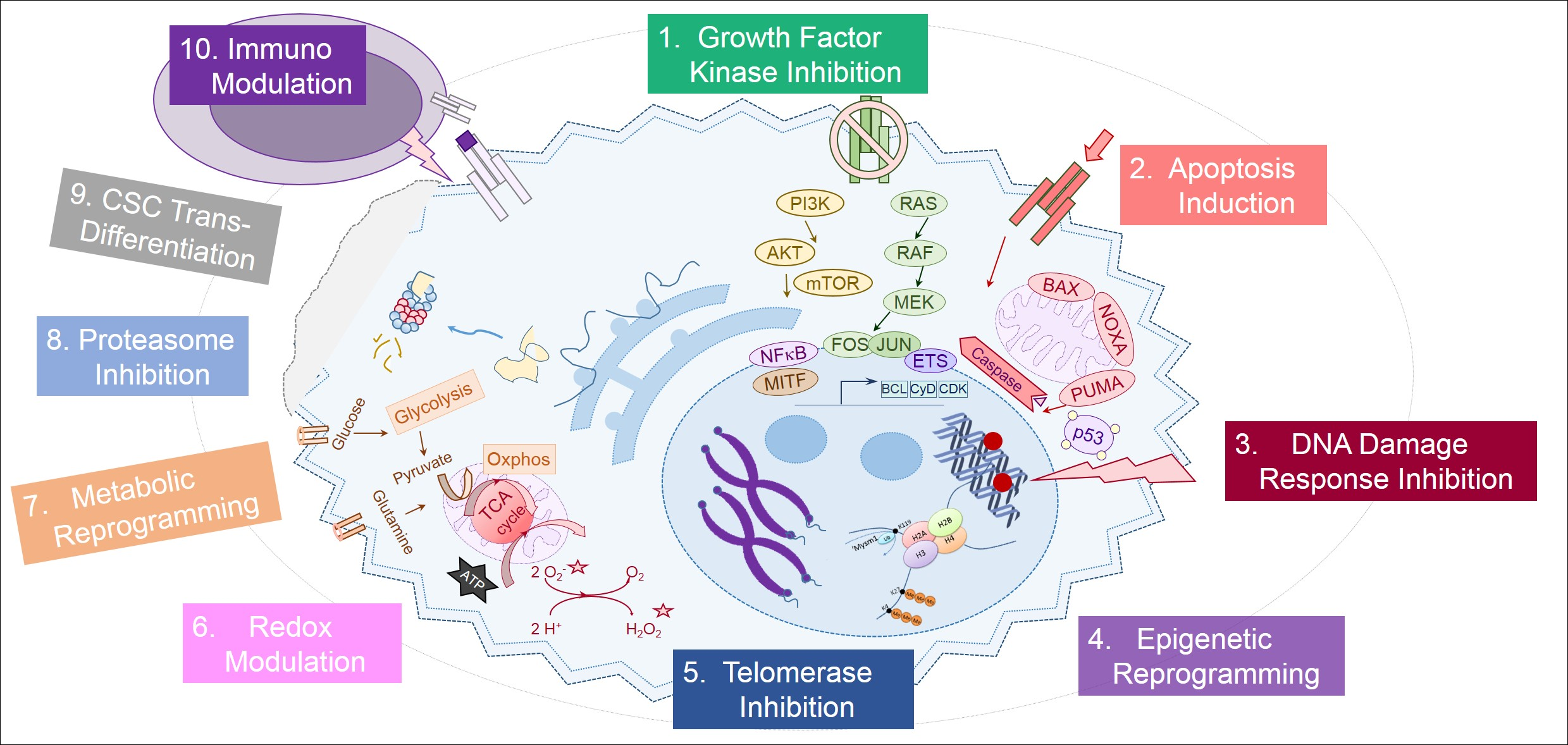 Cancers | Free Full-Text | Targeted Tumor Therapy Remixed—An Update on ...