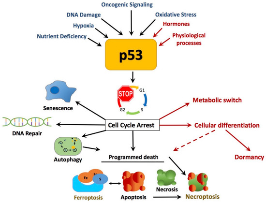 The Roles of p53 in Mitochondrial Dynamics and Cancer Metabolism: The Pendulum between Survival ...