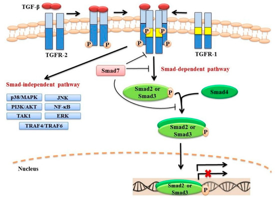 Cancers | Free Full-Text | The Dynamic Roles of TGF-β Signalling in EBV-Associated Cancers