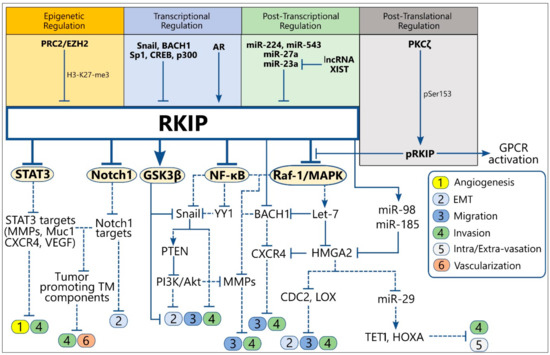 RKIP: A Key Regulator in Tumor Metastasis Initiation and Resistance to ...