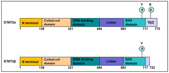 Cancers | Free Full-Text | The Role of Signal Transducer and Activator of Transcription 3 (STAT3 ...
