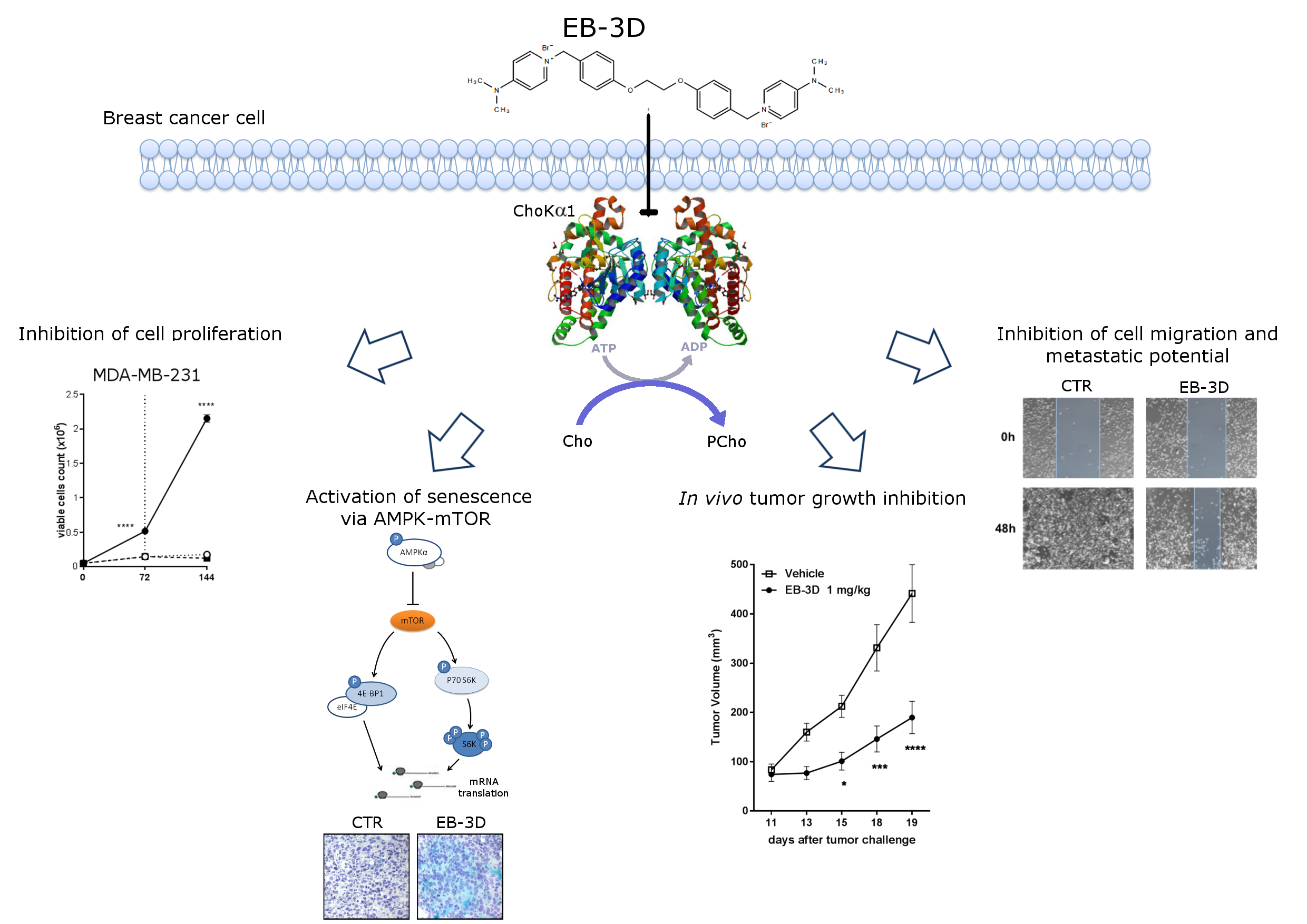 Cancers | Free Full-Text | Choline Kinase Alpha Inhibition by EB-3D ...