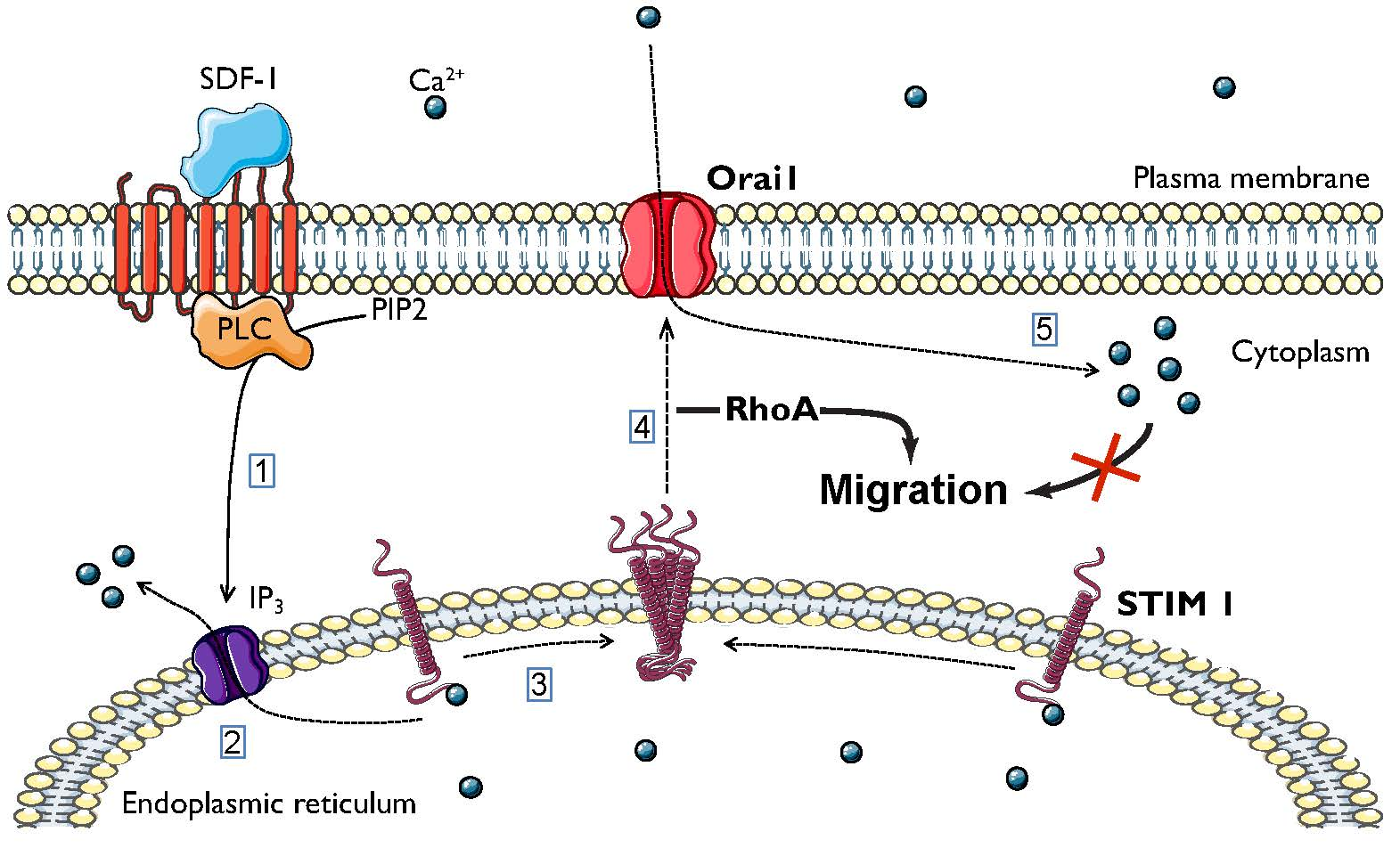 Cancers | Free Full-Text | Calcium Independent Effect of Orai1 and ...