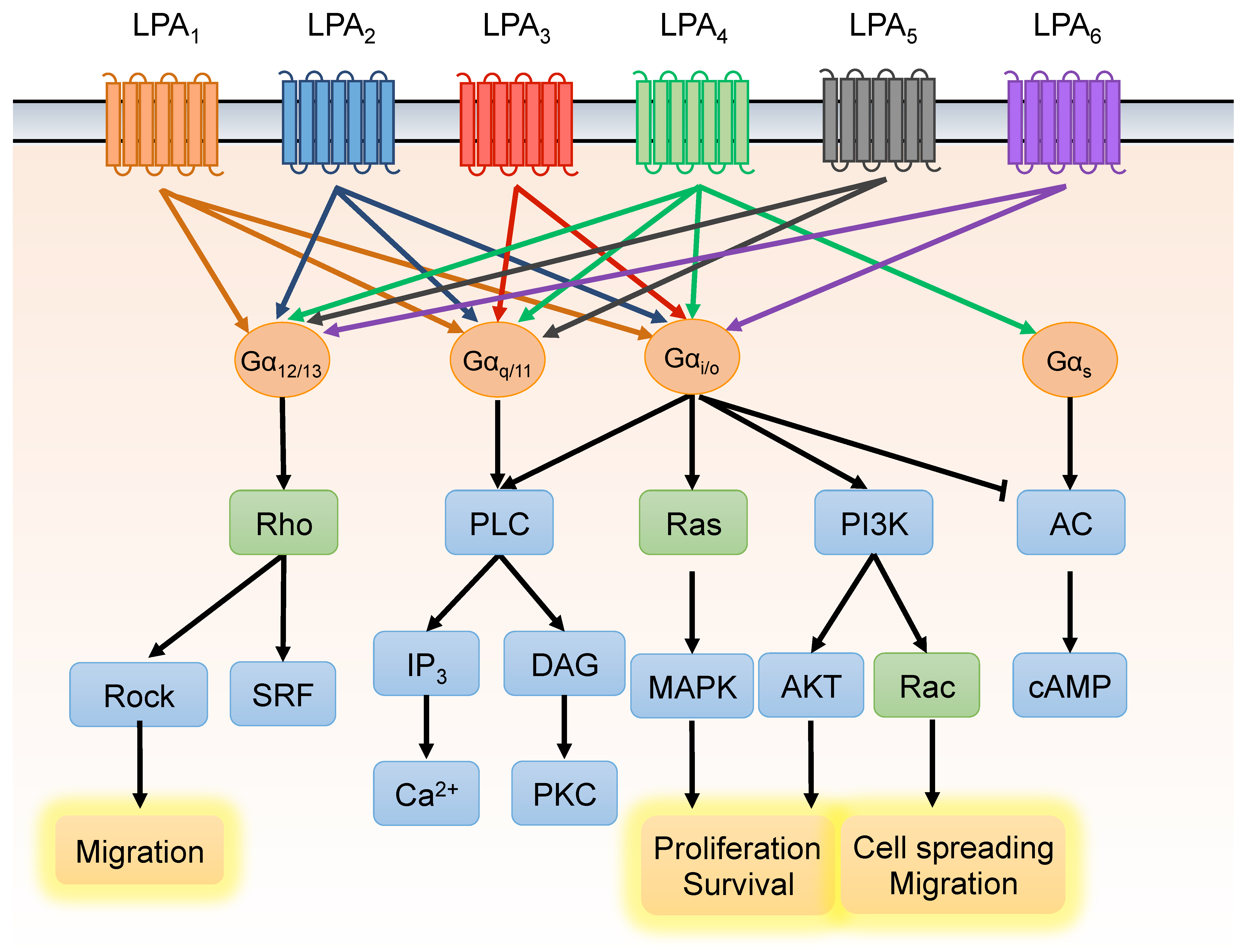 Mechanisms of Lysophosphatidic Acid-Mediated Lymphangiogenesis in ...