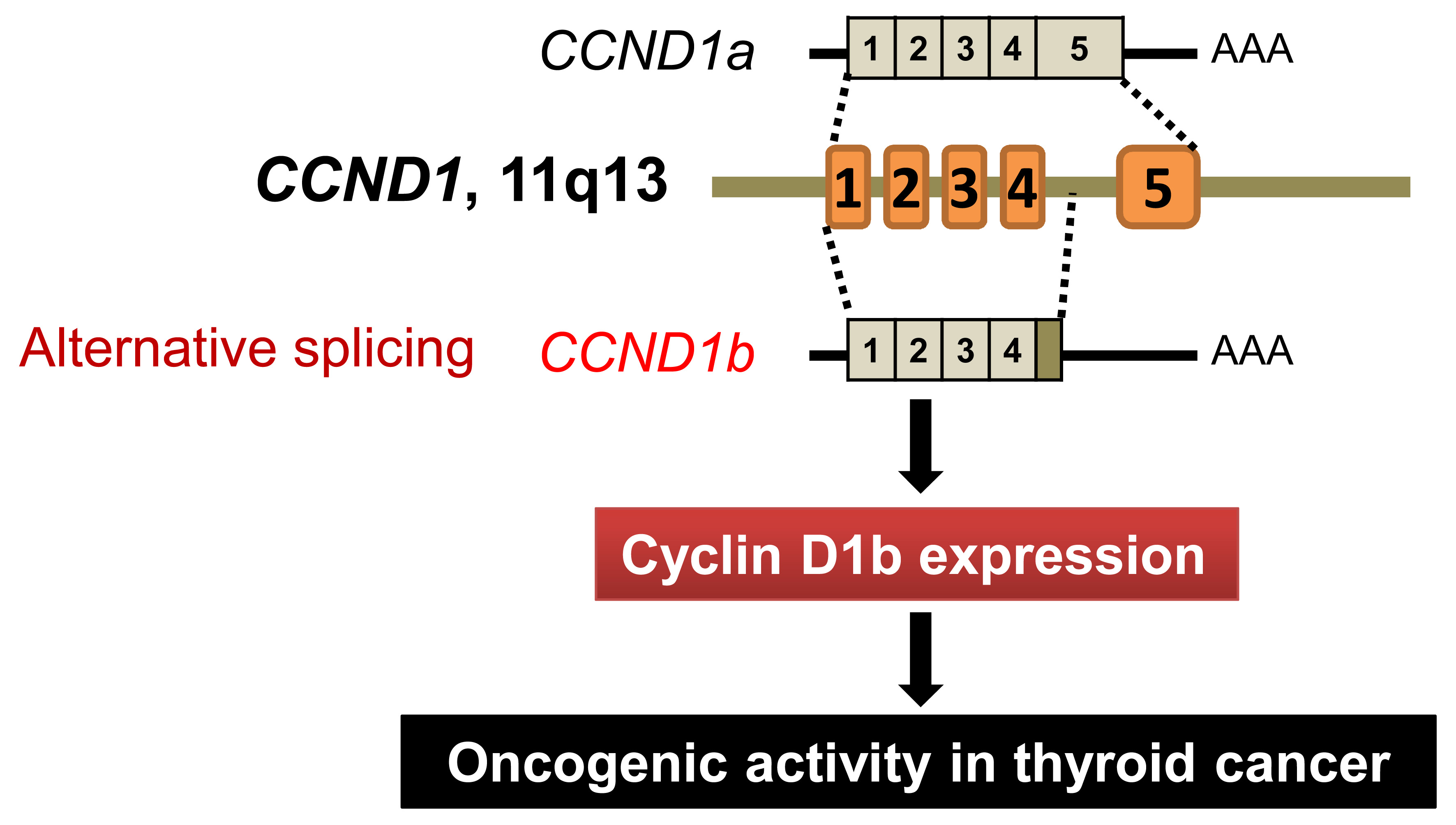 Cancers | Free Full-Text | CCND1 Splice Variant as A Novel Diagnostic ...