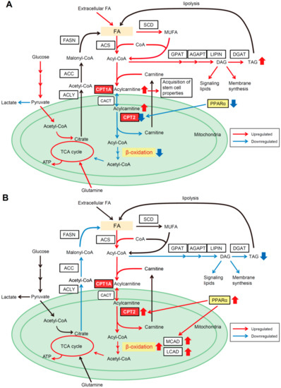 Lipid Metabolic Reprogramming in Hepatocellular Carcinoma