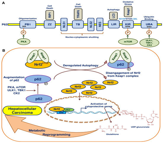 Dysregulation of Nrf2 in Hepatocellular Carcinoma: Role in Cancer ...