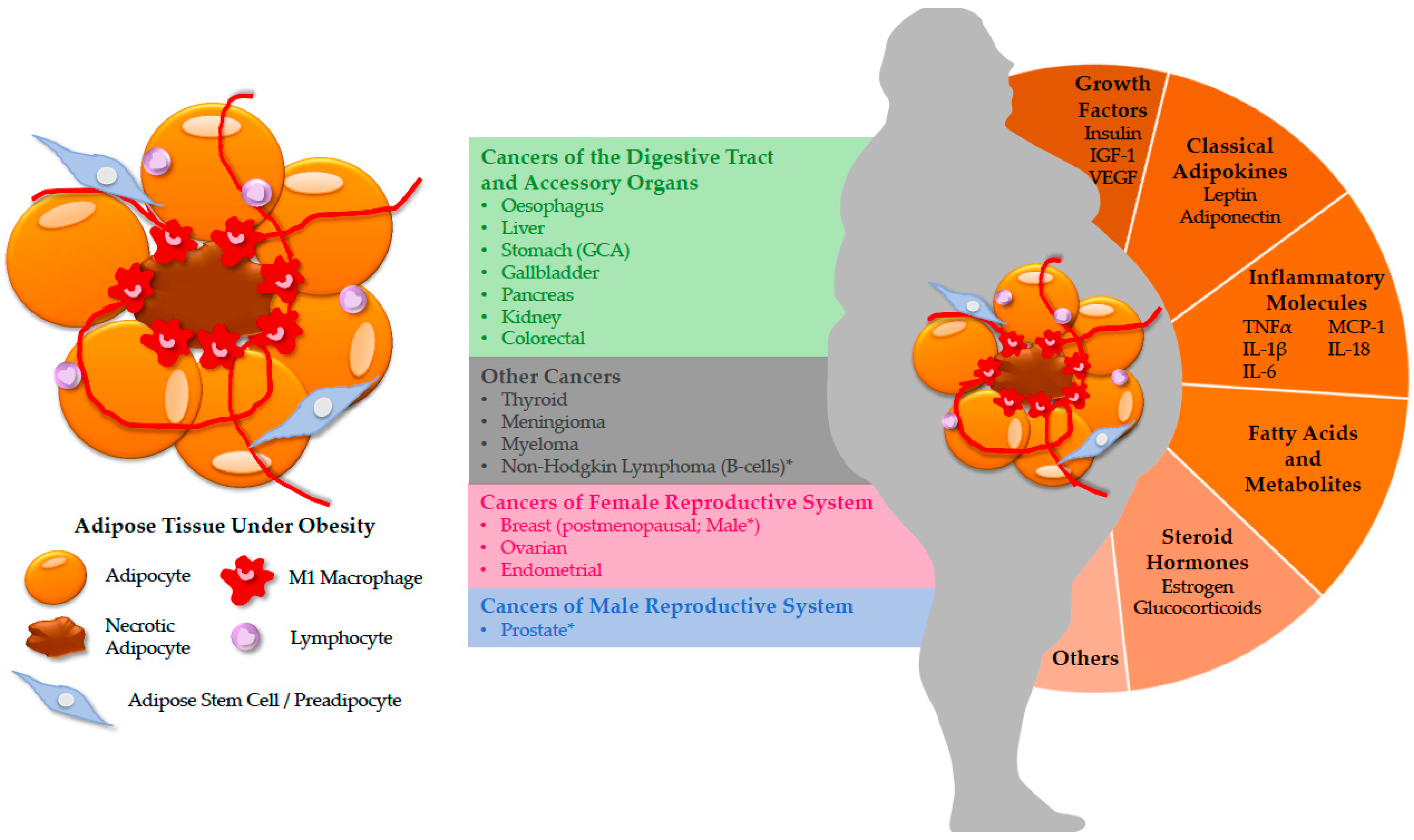 Obesity-Linked Cancers: Current Knowledge, Challenges and Limitations in Mechanistic Studies and ...