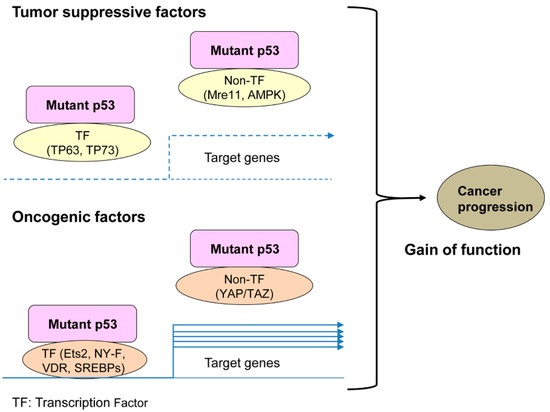 Regulators of Oncogenic Mutant TP53 Gain of Function