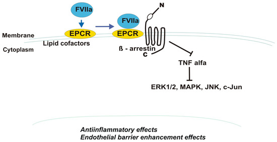 Endothelial Protein C Receptor (EPCR), Protease Activated Receptor-1 ...