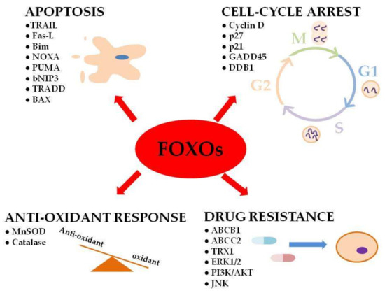 Role of FoxO Proteins in Cellular Response to Antitumor Agents