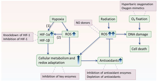 Hypoxic Radioresistance: Can ROS Be the Key to Overcome It?