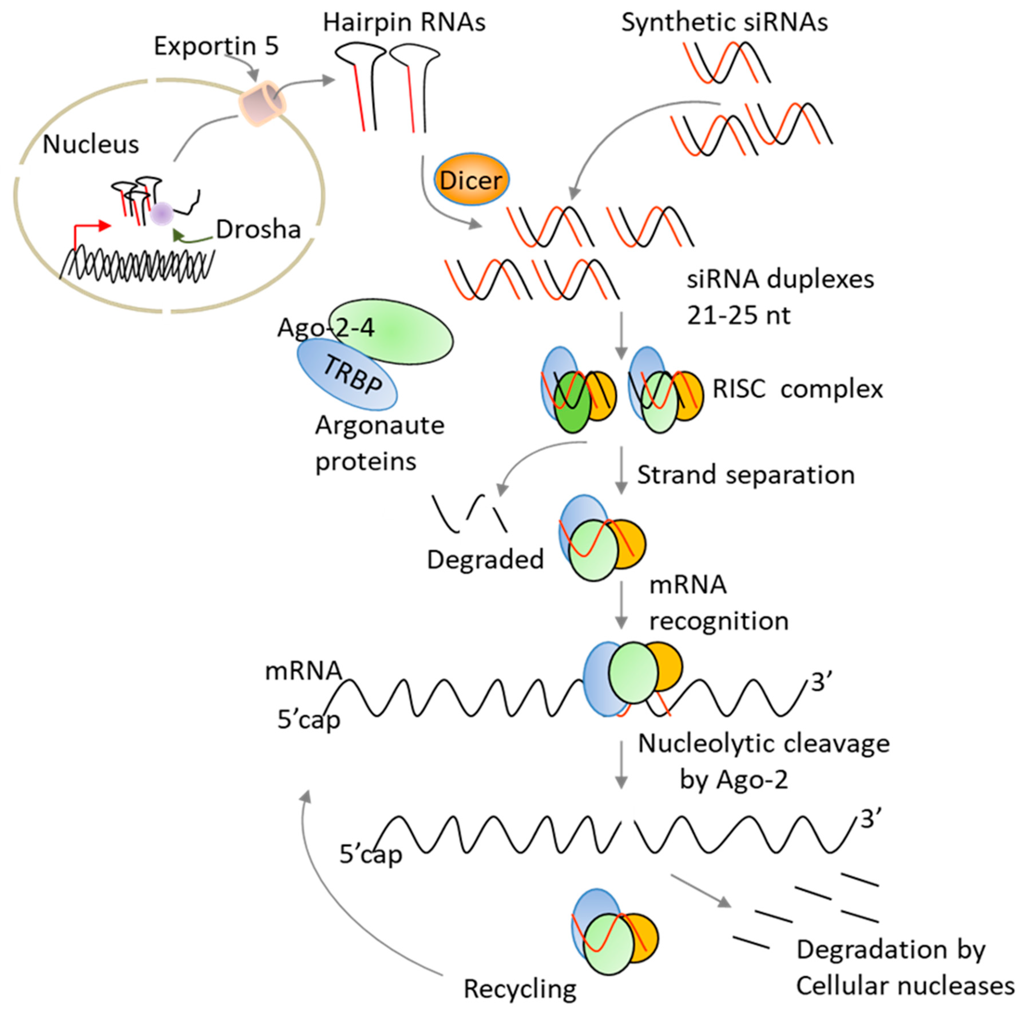 Releasing the Immune System Brakes Using siRNAs Enhances Cancer ...