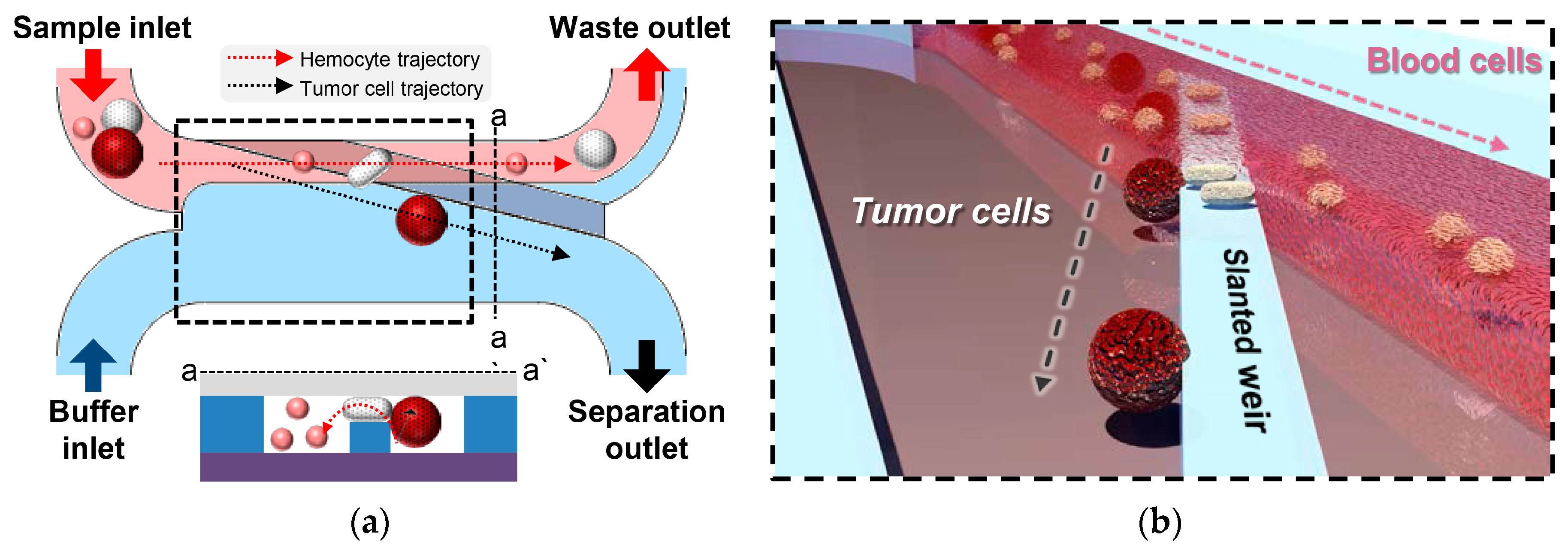 Continuous Separation of Circulating Tumor Cells from Whole Blood Using a Slanted Weir ...