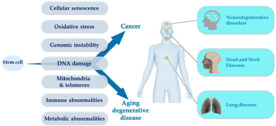 The OncoAge Consortium: Linking Aging and Oncology from Bench to ...