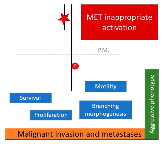 Brain Metastases from Lung Cancer: Is MET an Actionable Target?