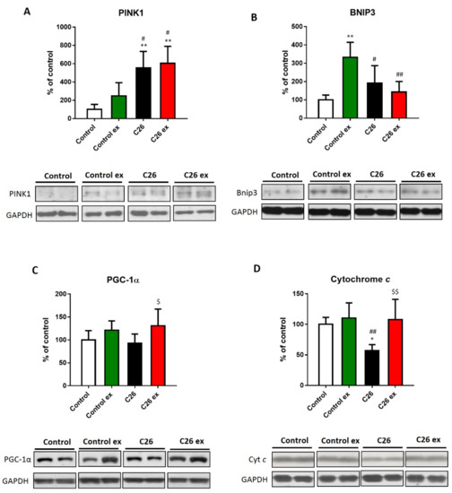 Cancers | Special Issue : Cancer Cachexia