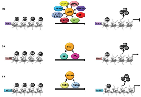 Expanding the Role of the Histone Lysine-Specific Demethylase LSD1 in ...