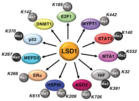 Expanding the Role of the Histone Lysine-Specific Demethylase LSD1 in ...