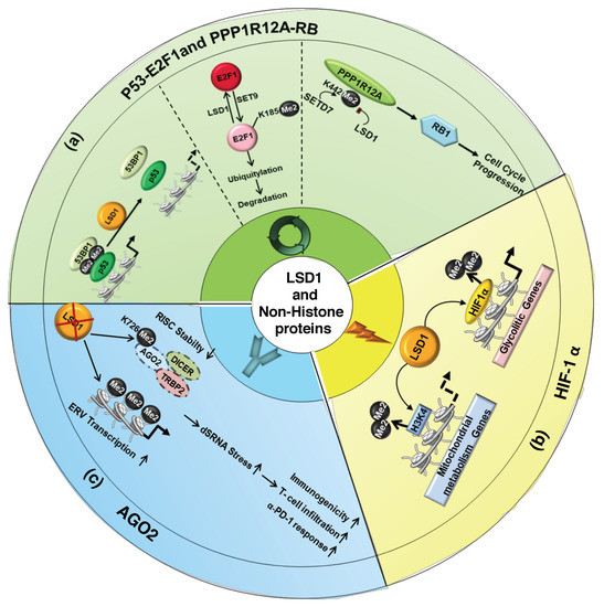 Expanding the Role of the Histone Lysine-Specific Demethylase LSD1 in ...