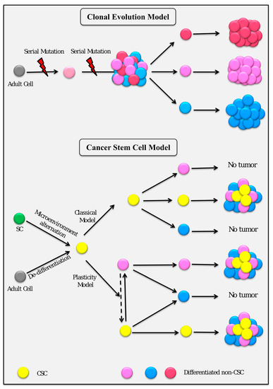 Conversion of Stem Cells to Cancer Stem Cells: Undercurrent of Cancer ...