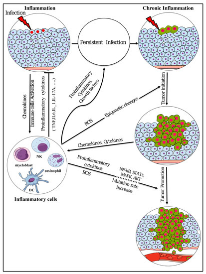 Conversion of Stem Cells to Cancer Stem Cells: Undercurrent of Cancer ...