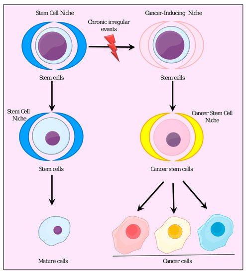Conversion of Stem Cells to Cancer Stem Cells: Undercurrent of Cancer ...