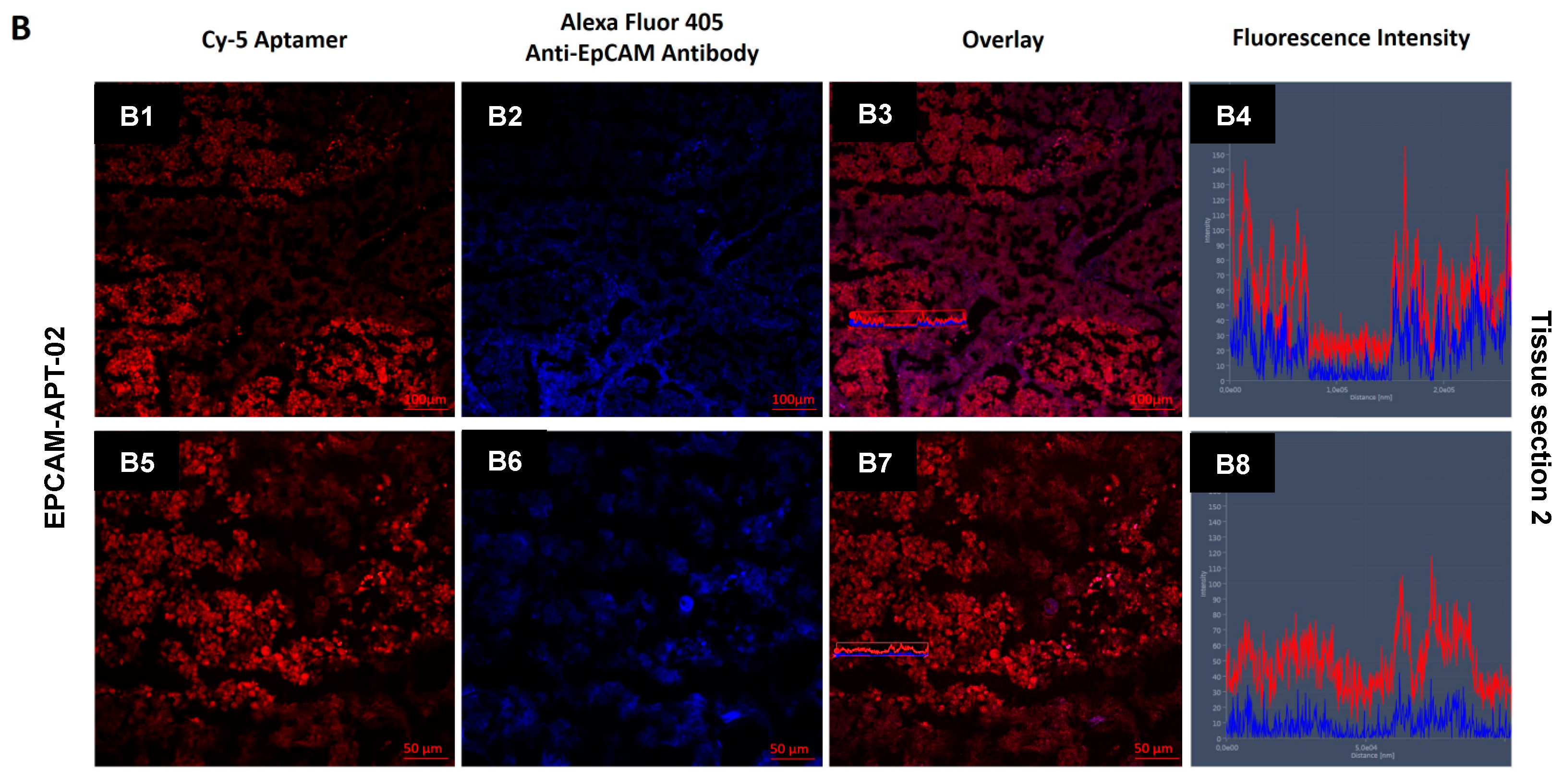 Development of DNA Aptamers to Native EpCAM for Isolation of Lung ...