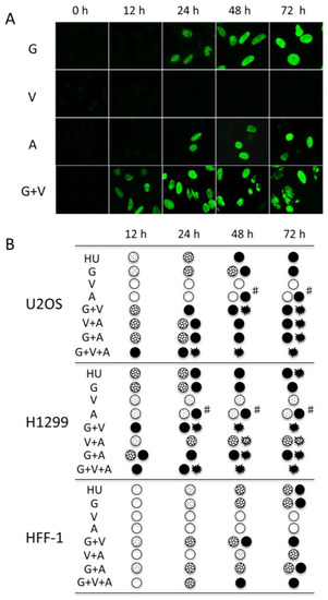 Uniform Widespread Nuclear Phosphorylation of Histone H2AX Is an ...