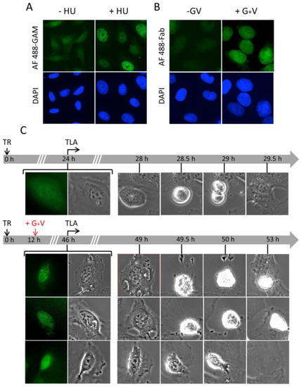 Uniform Widespread Nuclear Phosphorylation of Histone H2AX Is an ...