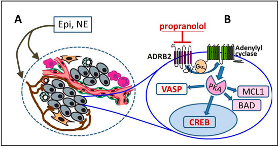 ADRB2-Targeting Therapies for Prostate Cancer