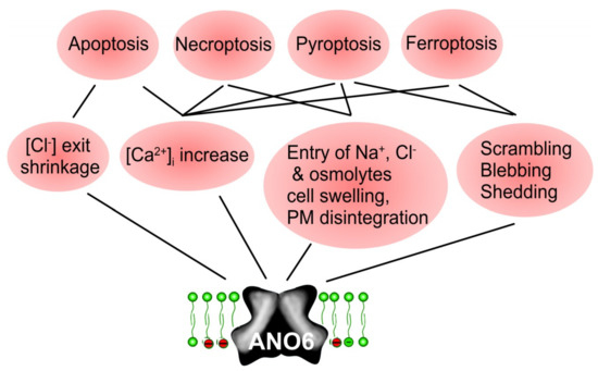 Contribution of Anoctamins to Cell Survival and Cell Death